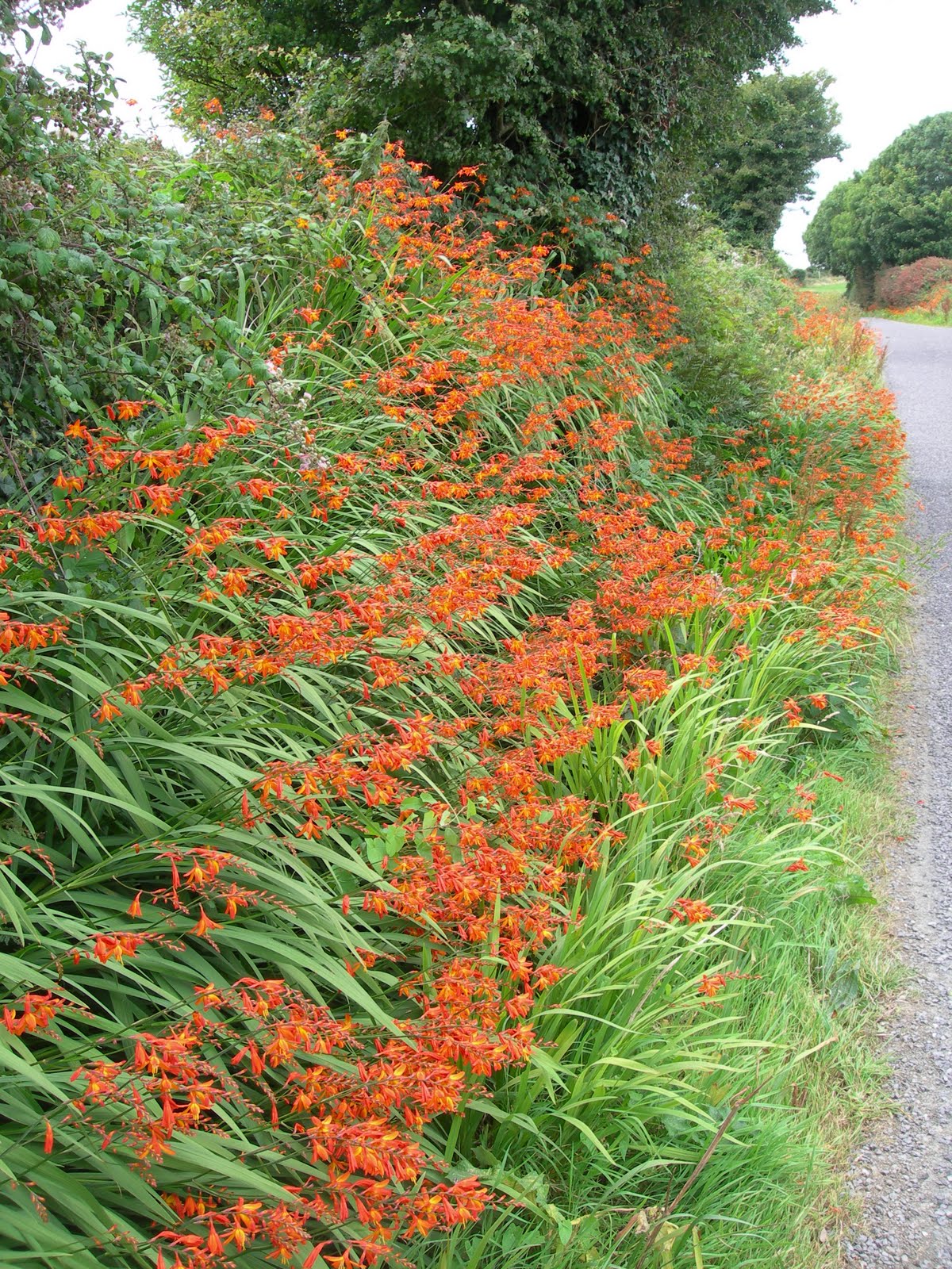 21stcenturynaturalist: Montbretia - Travelling Plants