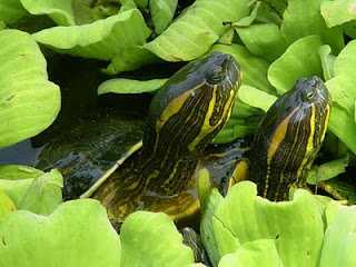 HICOTEA EN SAN MARCOS - SUCRE