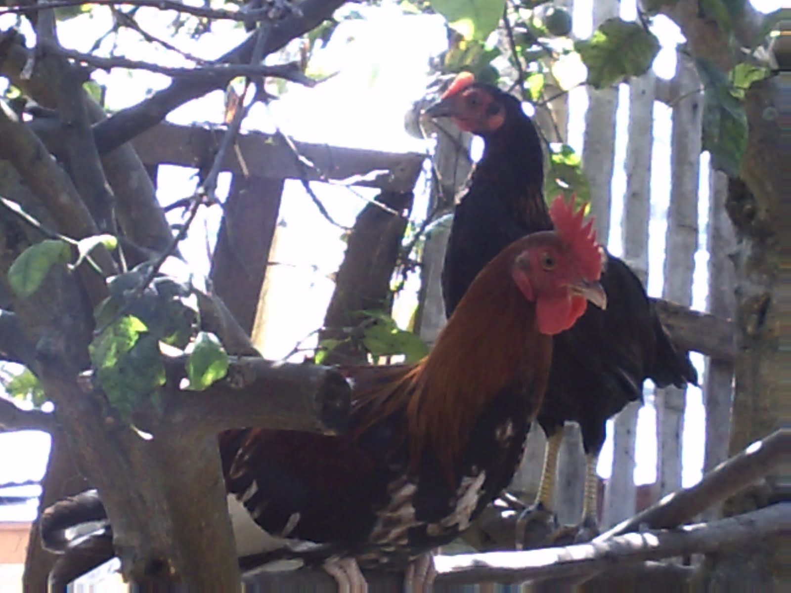 Gallos San Miguel ((Villa Maria))