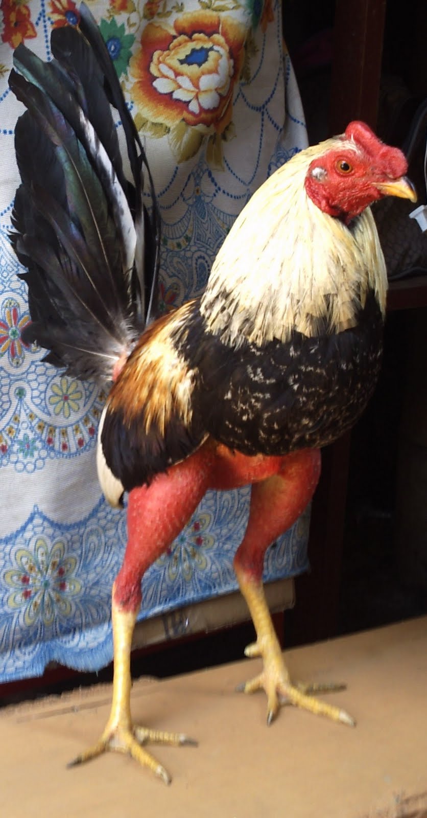 Gallos San Miguel ((Villa Maria))