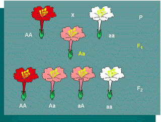 LA CADENA DEL ADN: Leyes de Mendel