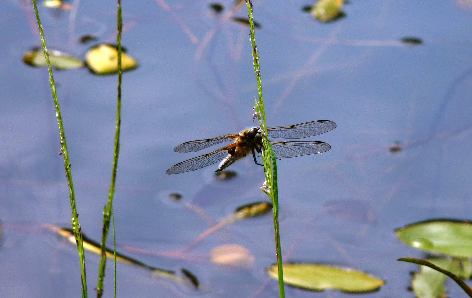 Spudds Nature: Dragonfly pond - 5th June 2010.