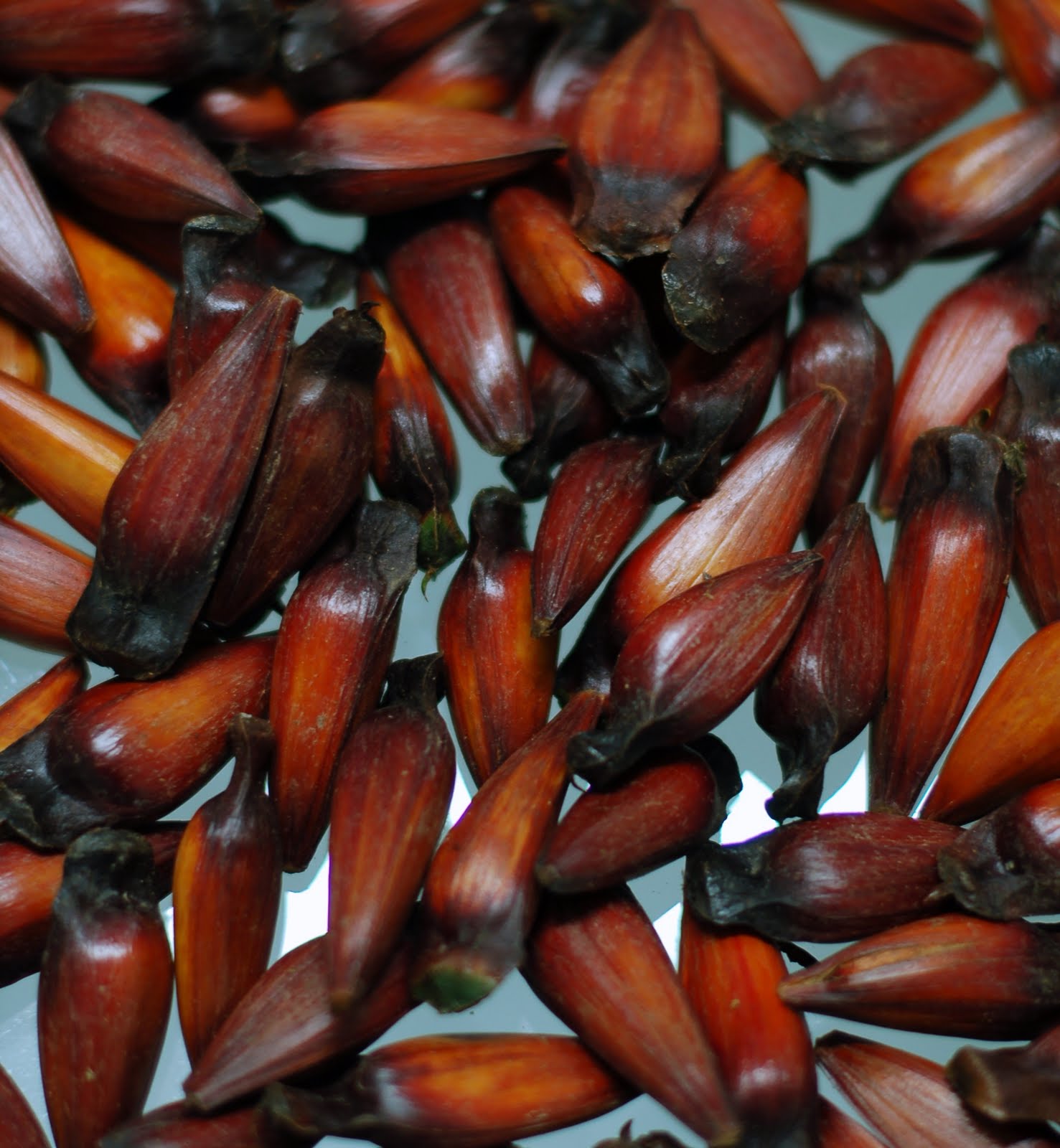 Pinhão, tradição do frio de Curitiba