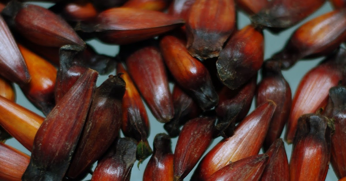 Pinhão, tradição do frio de Curitiba