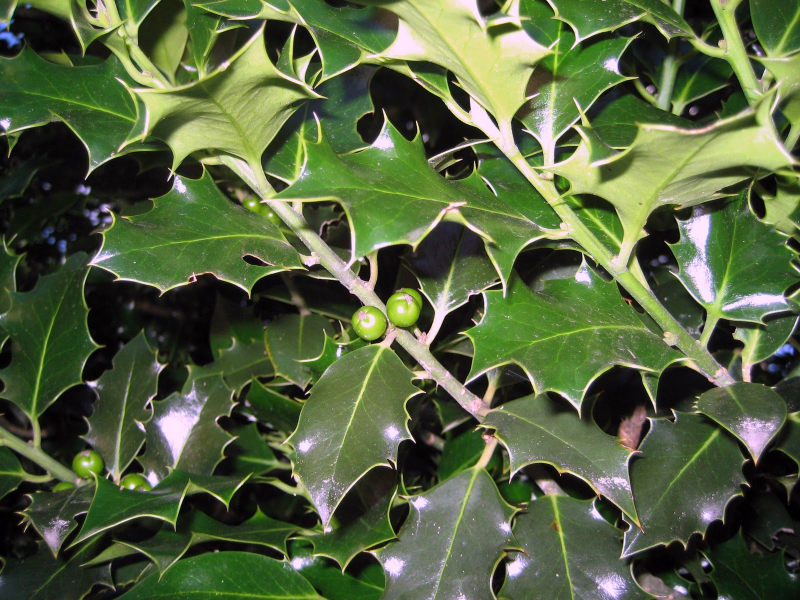Árboles con alma: Acebo. Boix grevol. (Ilex aquifolium)