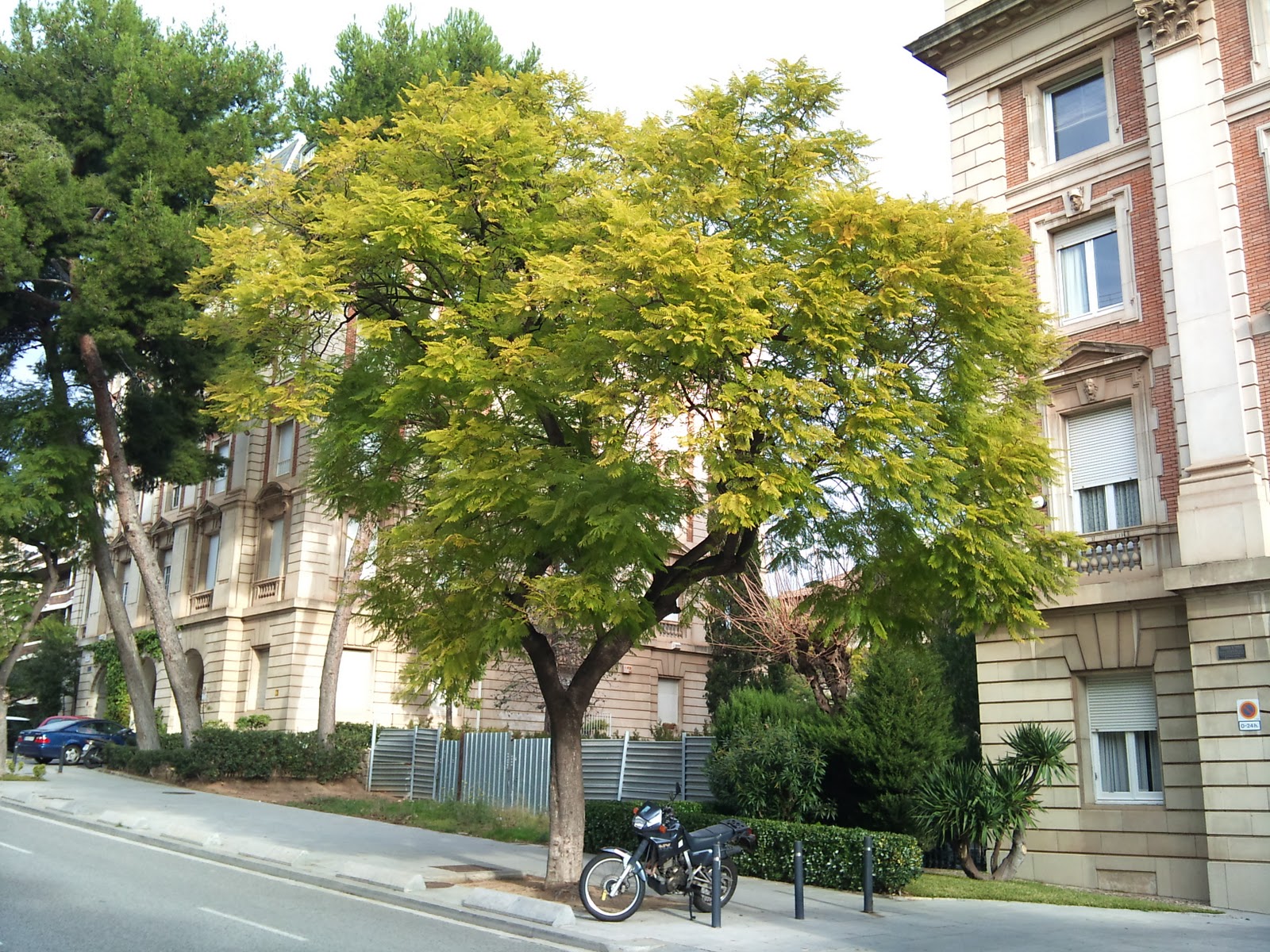 Árboles con alma: Jacarandá. Xicranda. (Jacaranda mimosifolia)