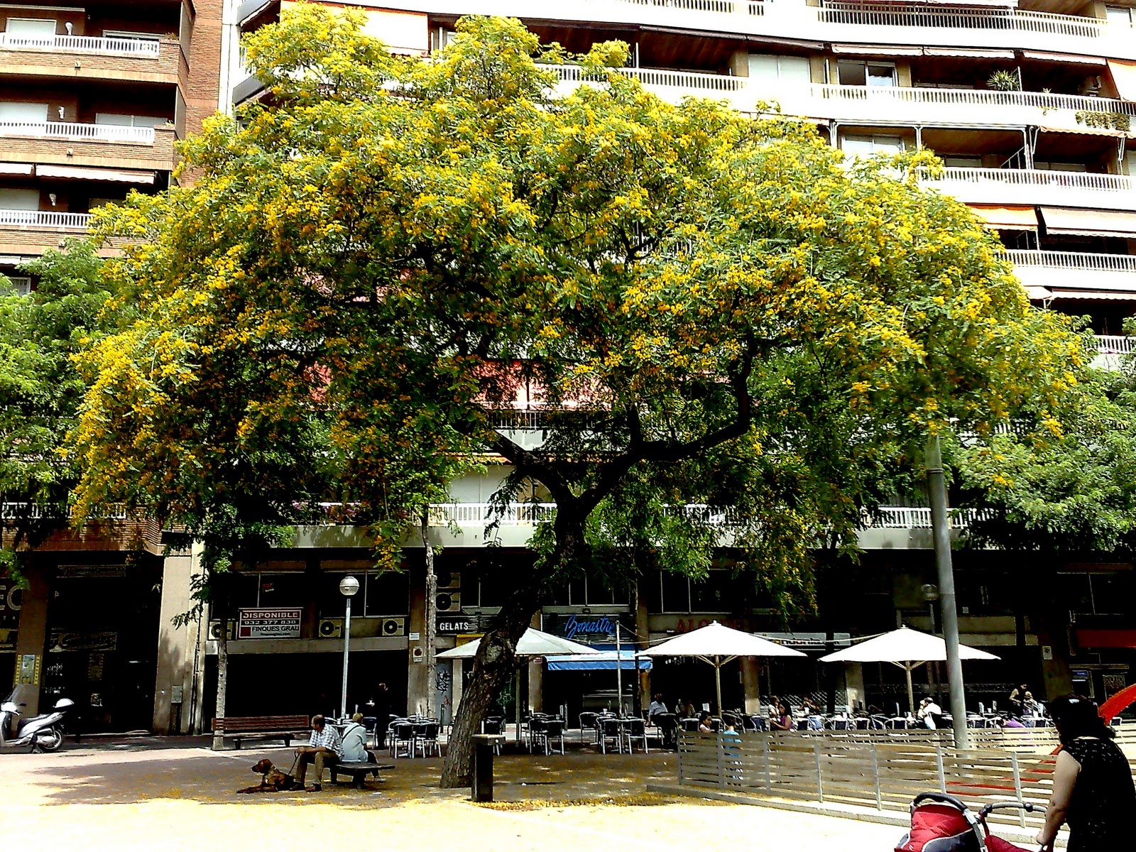 Árboles con alma: Palo Rosa. Acacia de flor amarilla. (Tipuana tipu)