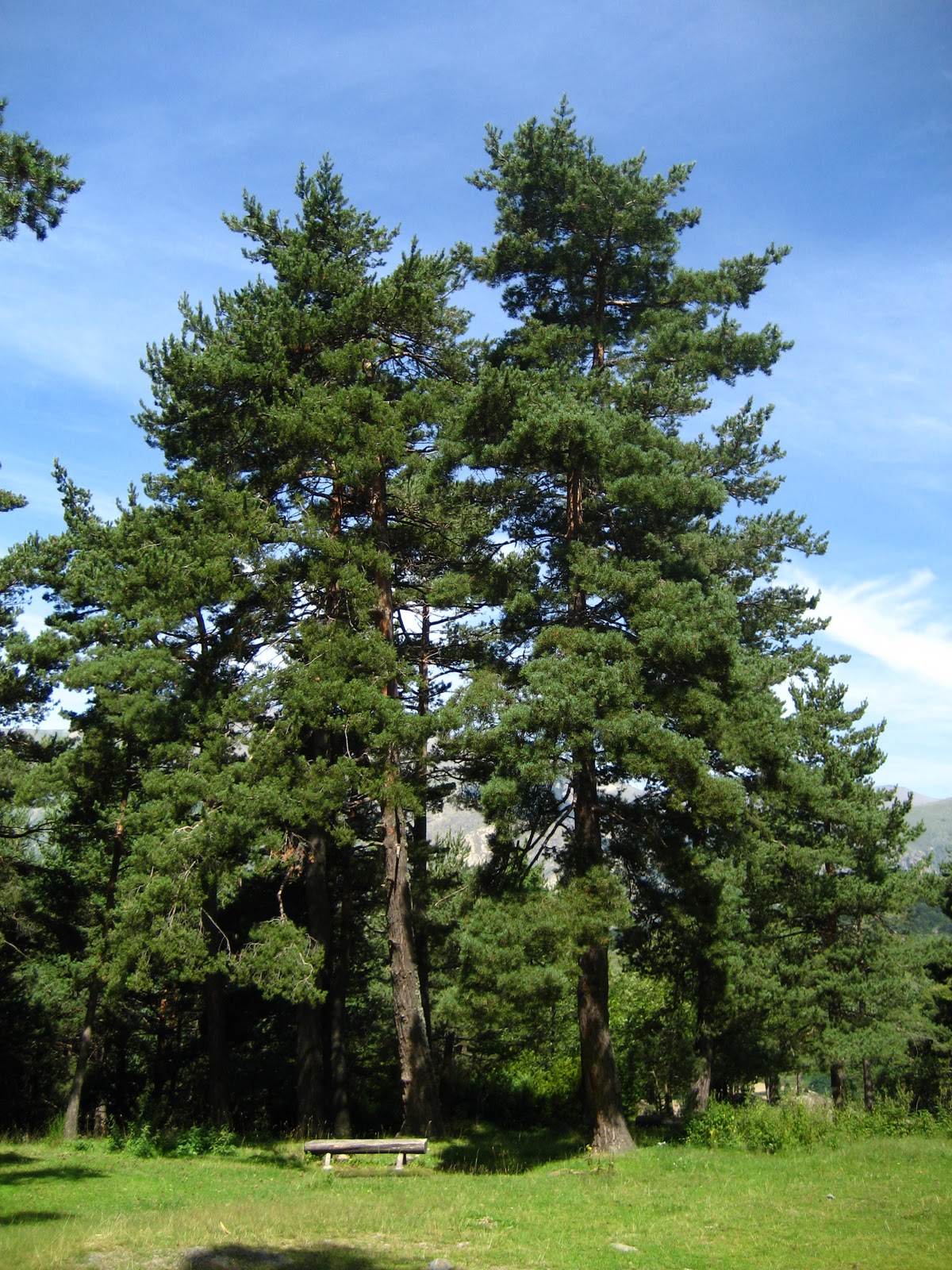 Árboles con alma: Pino albar. Pi roig. (Pinus sylvestris)