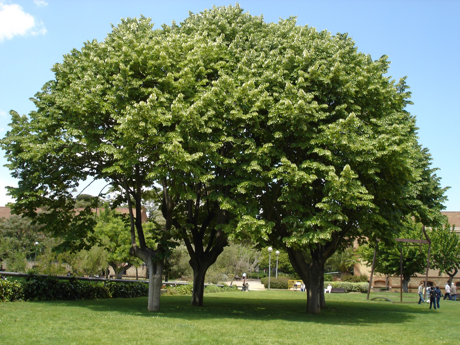 Árboles con alma: Tilo. Tell. (Tilia europaea)