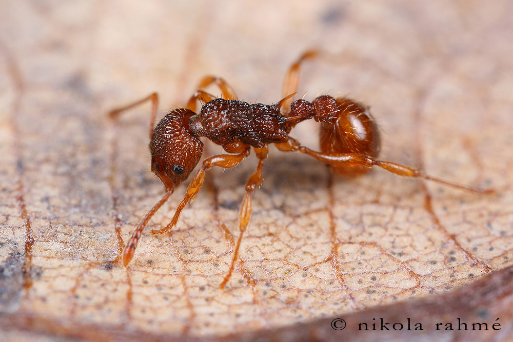 Nature Photography of Nikola Rahmé: Myrmica rubra