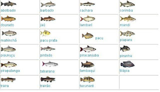 Pesca: Tipos De Peixes