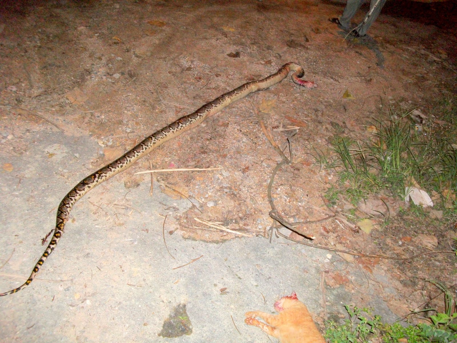 :: etty punya blog ::: benci ular...benci ular [tiru iklan raya benci ...