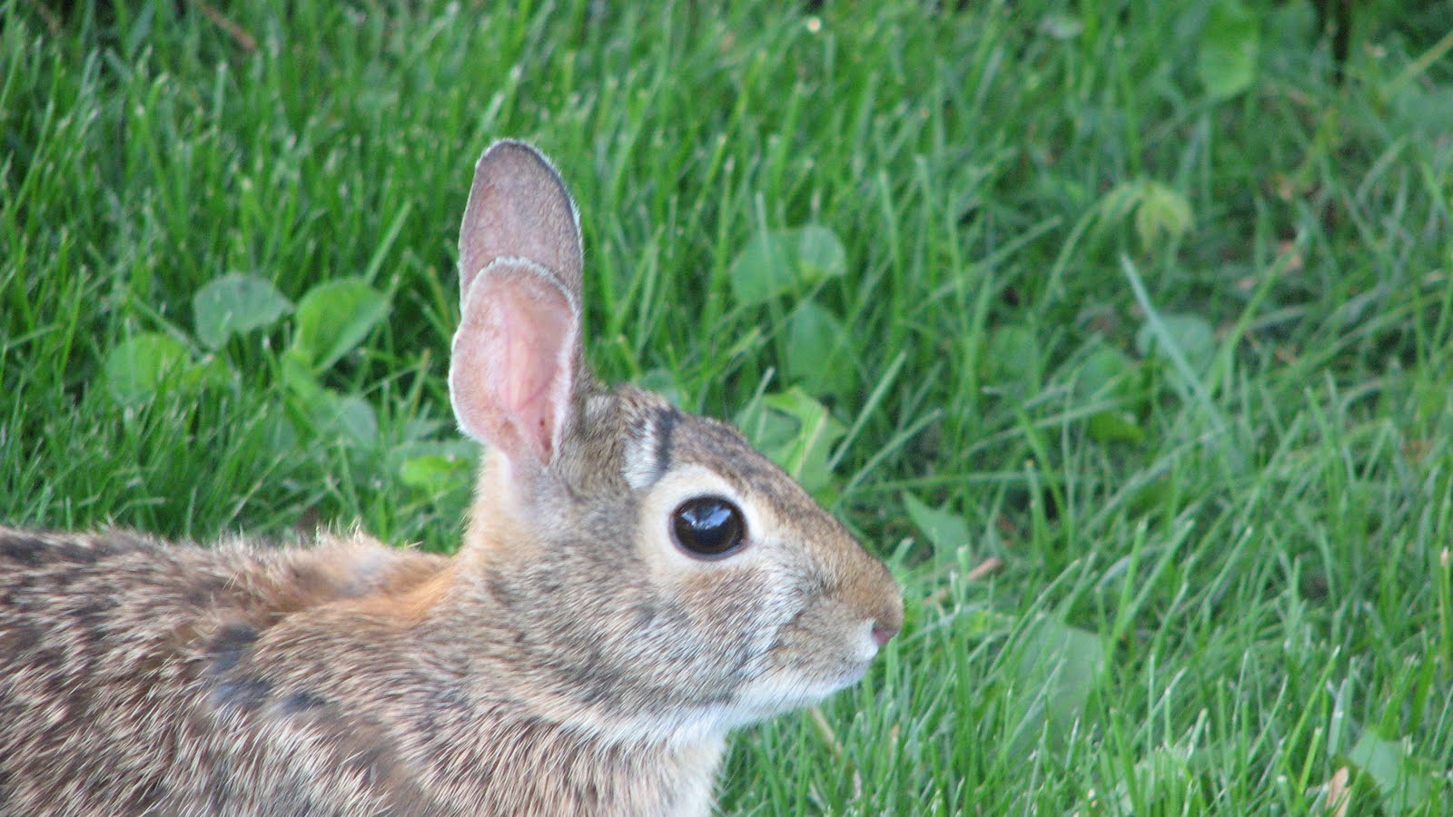 VISUAL SAINT PAUL: May 2010