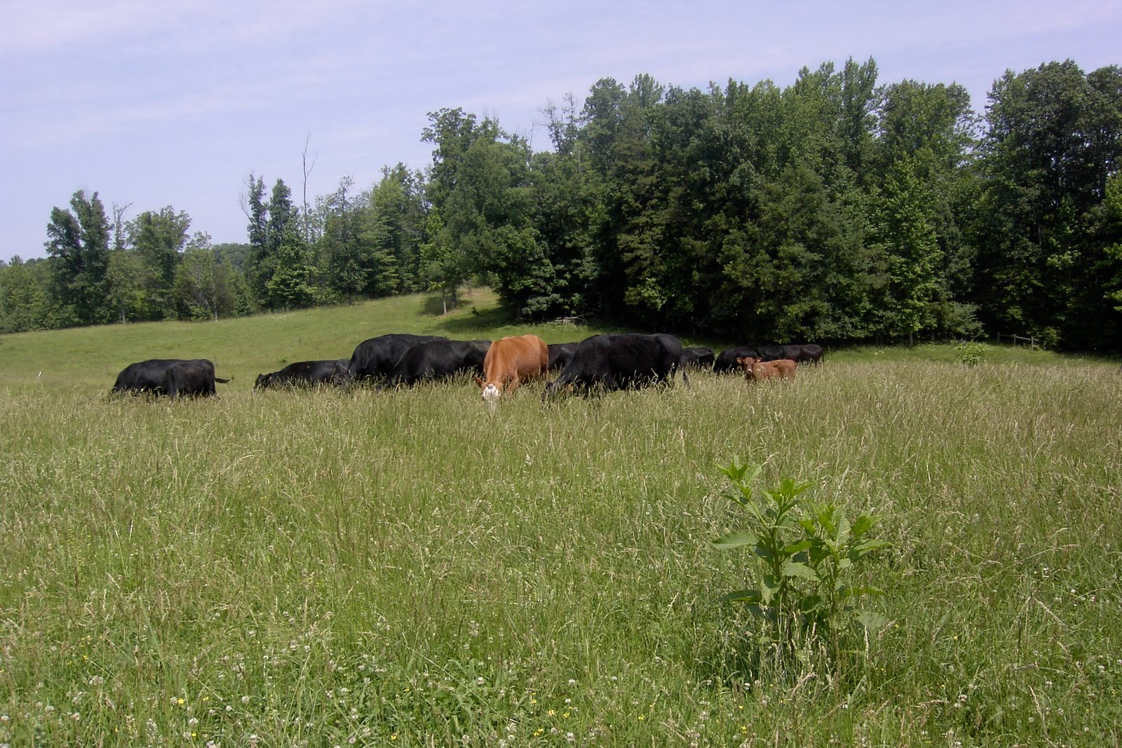 Faith Farm Foods: Intensive grazing in action.