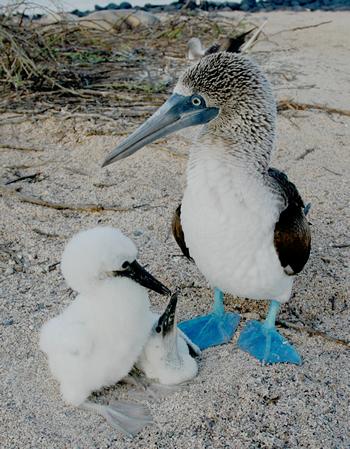 BiOjUnKiEs: ¡Un Pájaro Bobo y con patas azules!