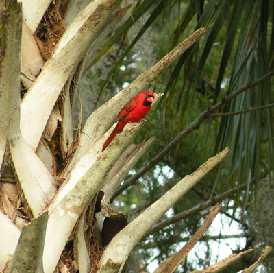 Animals and Landscapes of Florida: Northern Cardinal