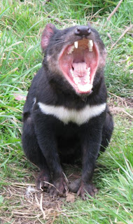 Gone To Smell the Roses: Tasmanian devils first