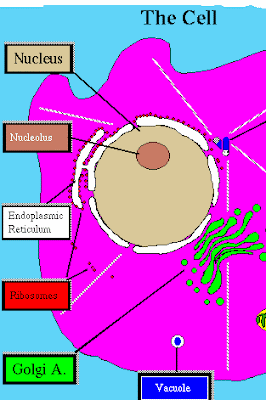 (Ribosomes football analogy) - (cell city cell city where ribosomes ...