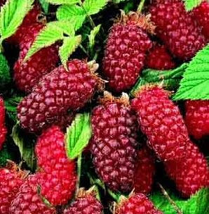 From a Worcester Allotment: Planted the Tayberry and Loganberry