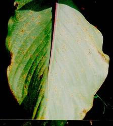 Canna News: Canna Rust