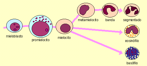 EL RINCÓN DE LA MEDICINA INTERNA: Mielopoyesis.