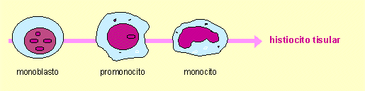 Atlas de Hematología : MONOPOYESIS