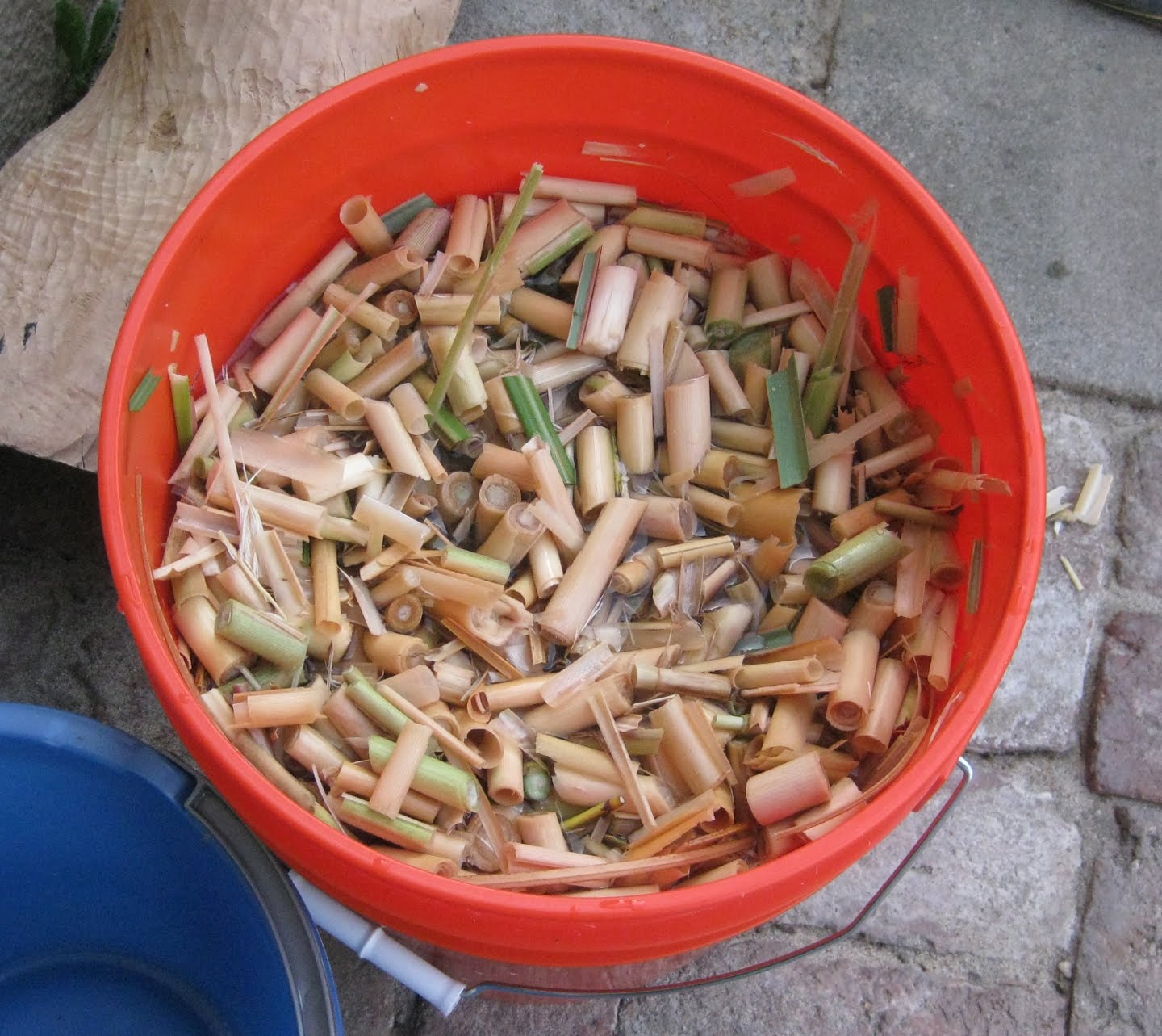 Book Bombs: Cooking Andean Pampas Grass