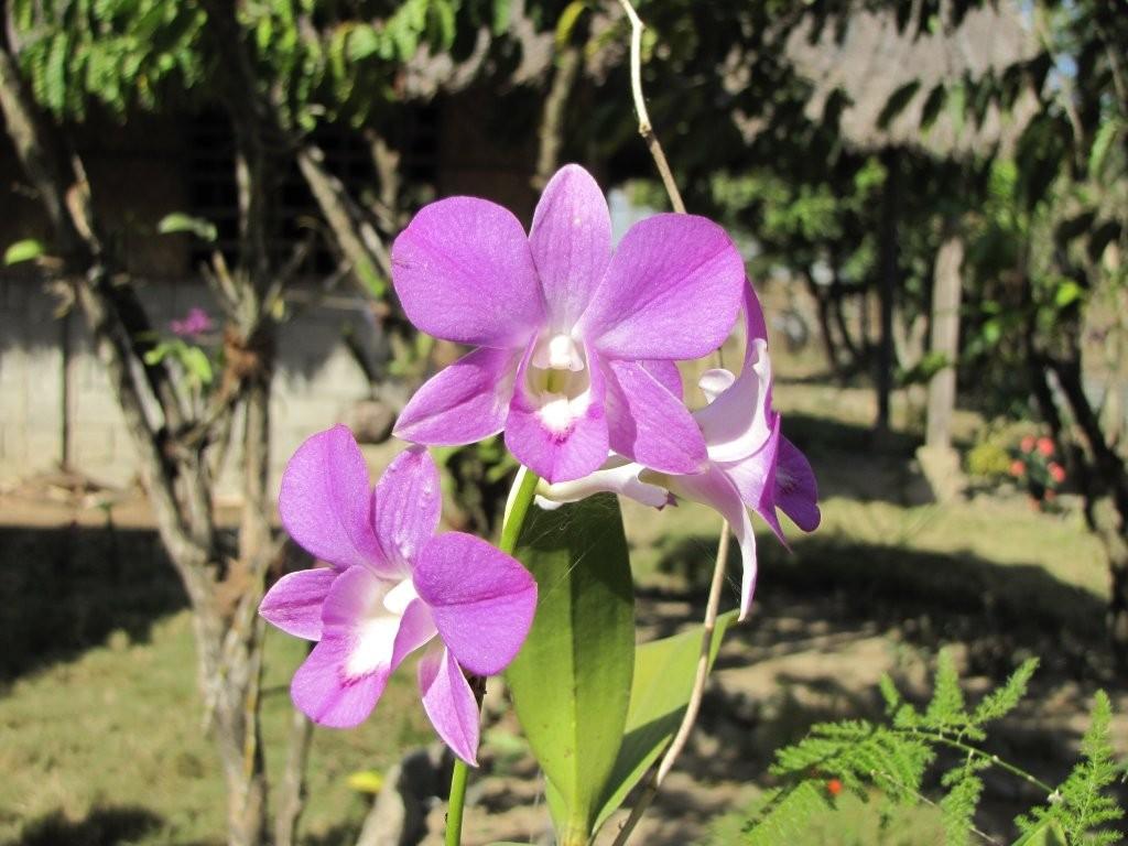 Kleyns In The Philippines: * Flora & Fauna