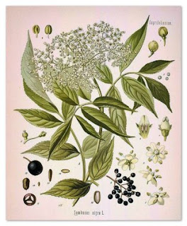 A Sliver of a Moon: Celtic Tree Month of Elder