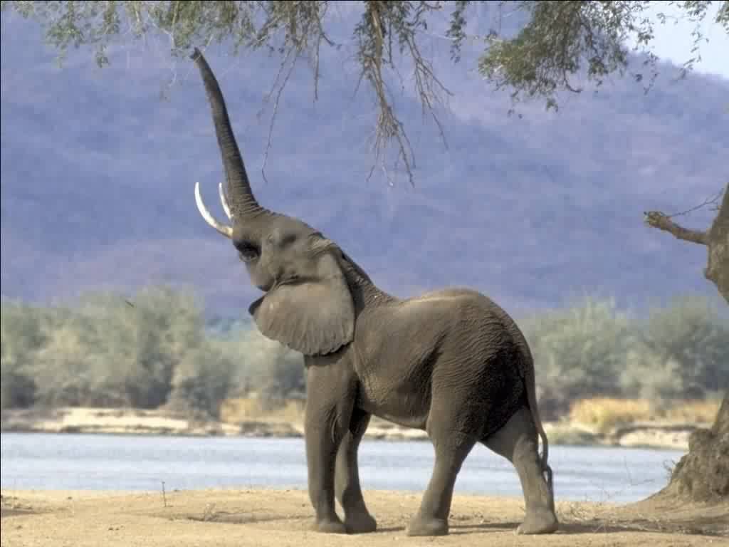 Our Bangladesh: Animals of Bangladesh