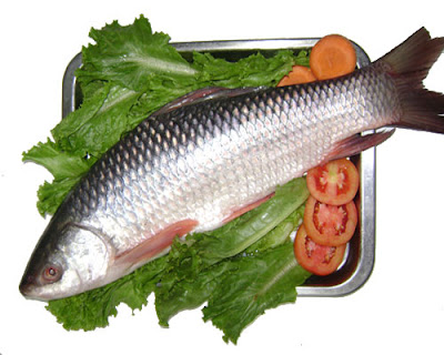 Our Bangladesh: Fishes of Bangladesh