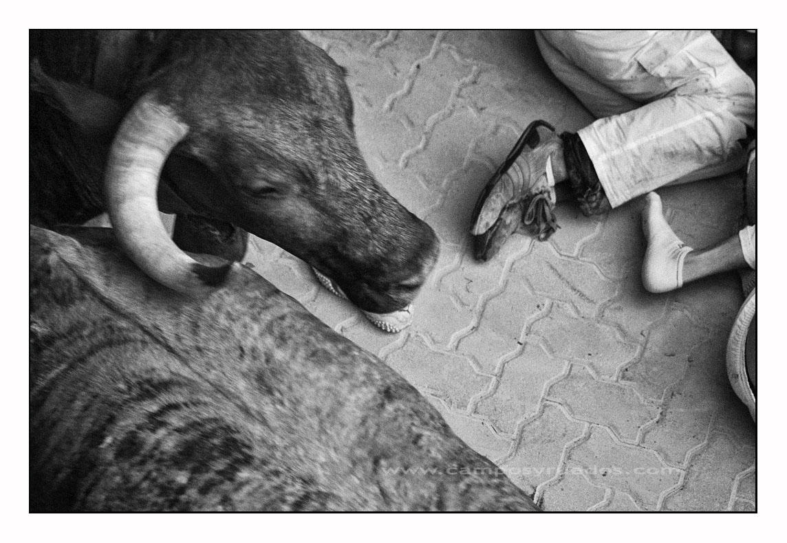 Campos y Ruedos: Cabestro