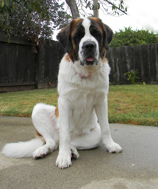By Hook or by Crook: Crochet Windmill Bag