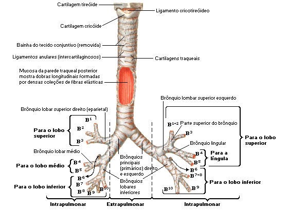 CIÊNCIAS BIOLÓGICAS: Traquéia