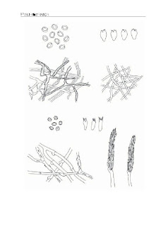 Aplicar Tecnicas Micologicas: tarea nº3 del segundo parcial ...