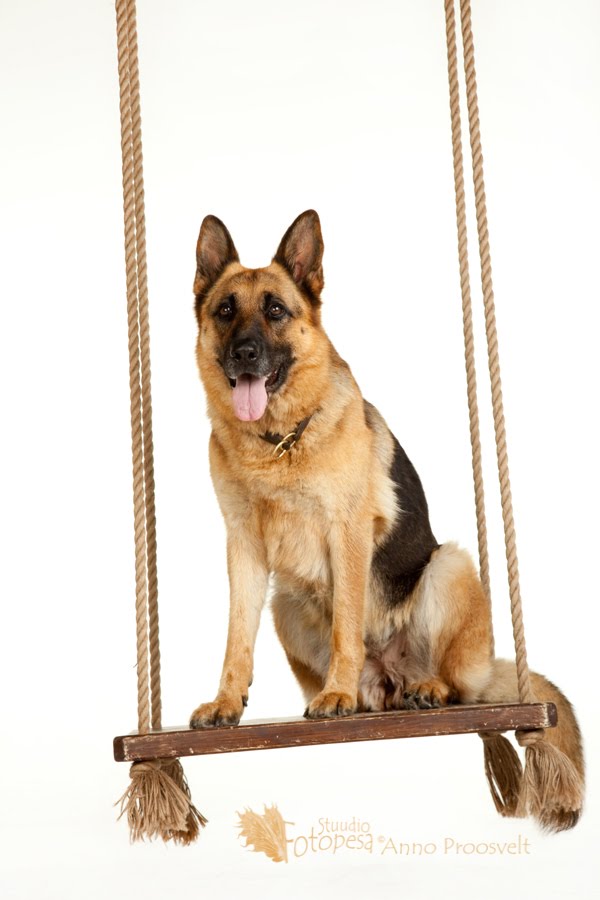 Fotostuudio Fotopesa Tallinnas