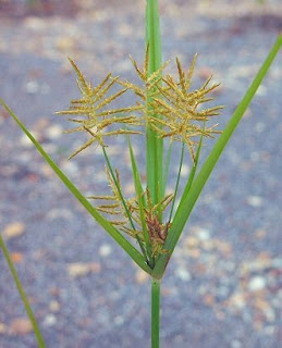 Wild Edible Plant of the Week - Yellow Nutsedge