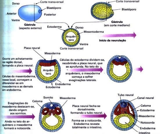BIOBLOG DO NANDÃO: UMA VISÃO GERAL DO DESENVOLVIMENTO EMBRIONÁRIO
