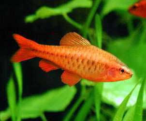 Cyprinidae: Barbus Titteya