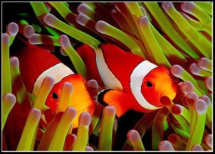 Animales: Los peces