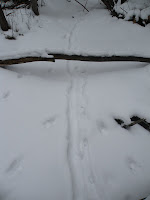 Hanlon Creek Journal: Muskrat Tracks?