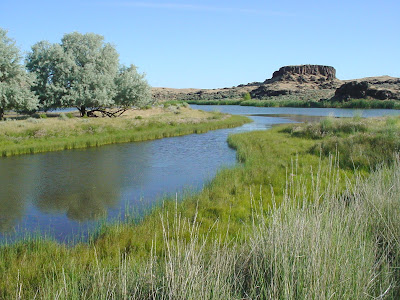 Flitzy Phoebie: Seep Lakes - Columbia Wildlife Preserve