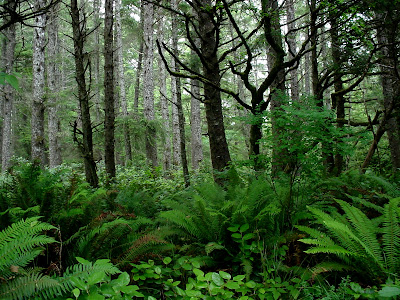Flitzy Phoebie: Camping On The Copalis River