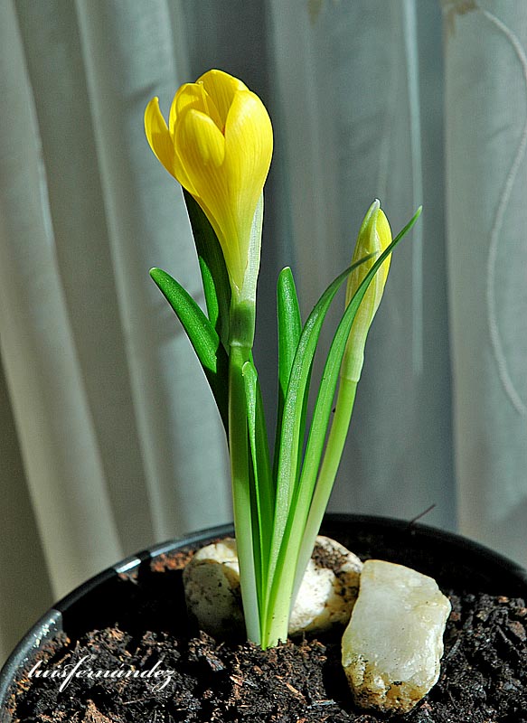 OCIO y CULTURA : La flor del bulbo.