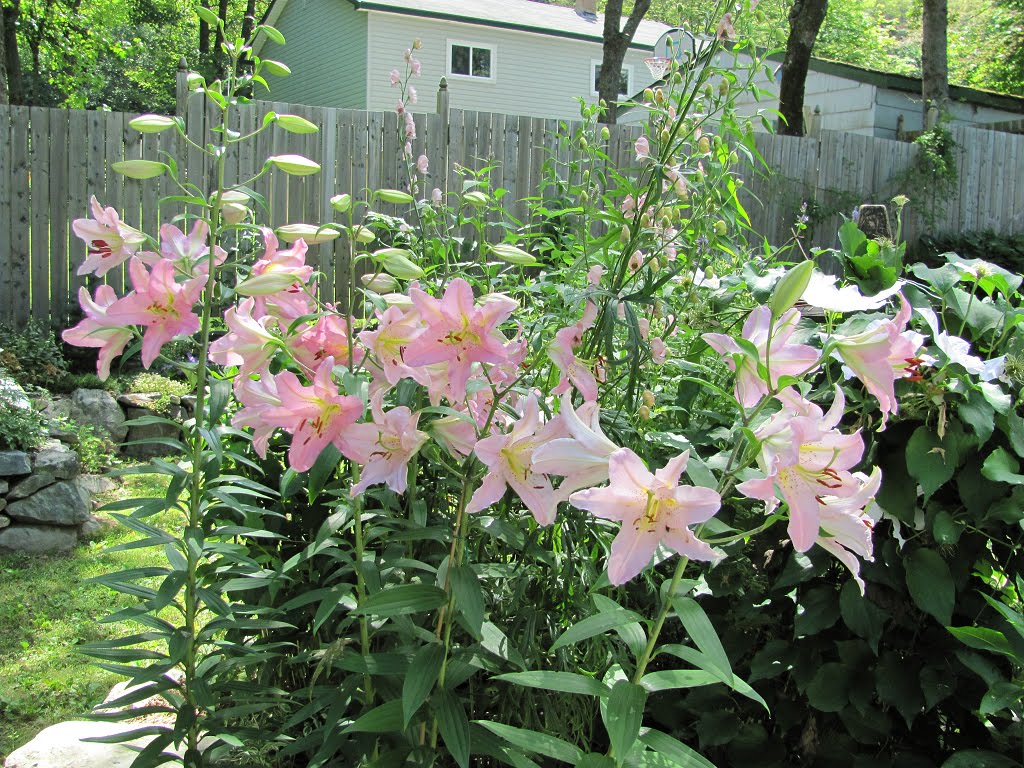 Little Bits from Linda: July 2010