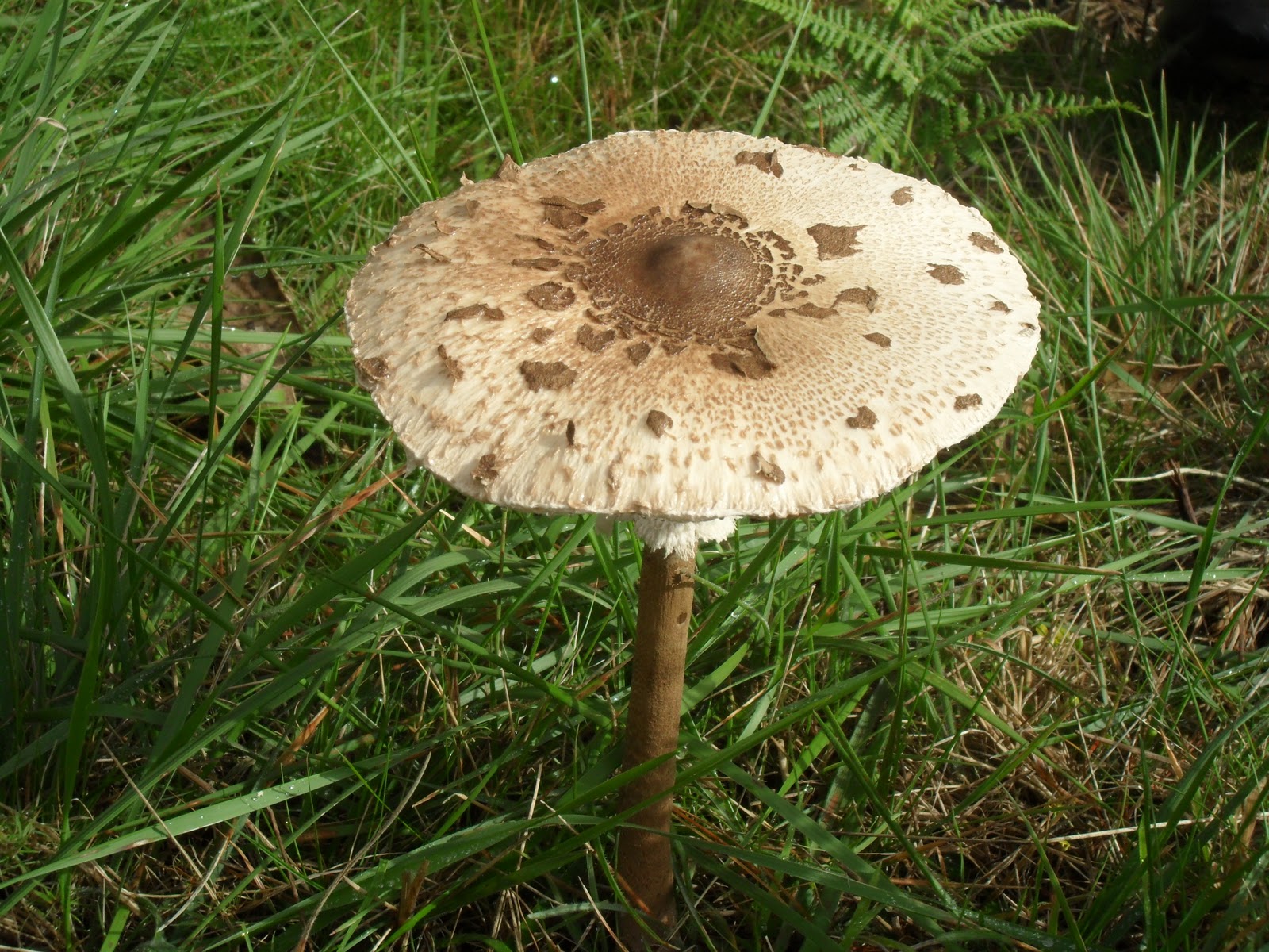 La naturaleza todo el año: Temporada de setas