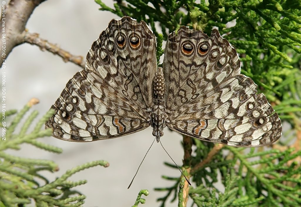 JLinaresP: Februa Cracker - Hamadryas februa - HÜBNER, 1823