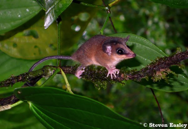 Easley Birding: Mexican Mouse-Opossum