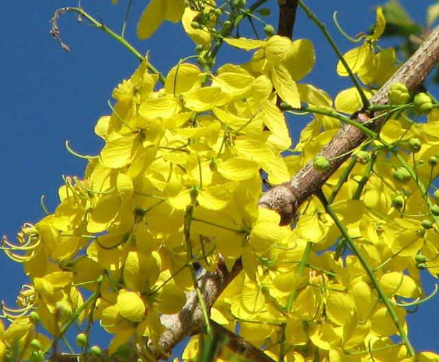 My Dry Tropics Garden: Cassia fistula - Golden Shower Tree