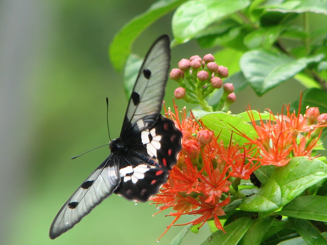 Bush Bernie's Blog: Wildlife on Wednesday ... The Red-Bodied ...